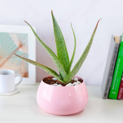 Send Hello Aloe in Pink Online, Same Day Delivery in UAE | IGP | HD1149537