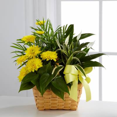 Buy/Send The FTD Loving Light Dishgarden Online | IGP | NID1314309